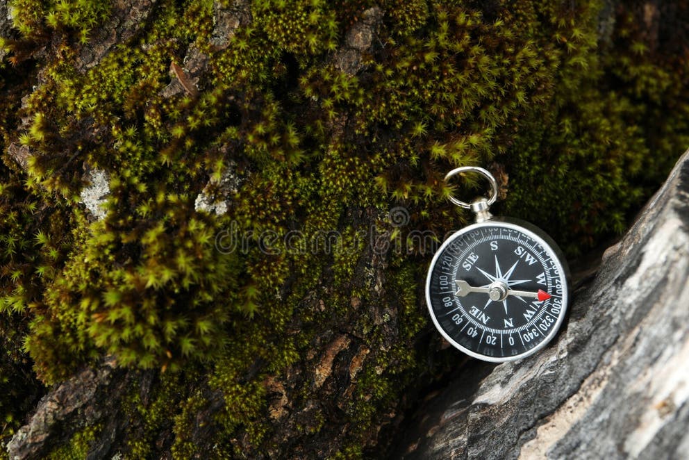 Compass on Tree Covered with Moss, Top View. Space for Text Stock Image ...