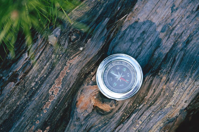 Compass on a Tree Trunk in the Forest. Vintage Style. Stock Image ...