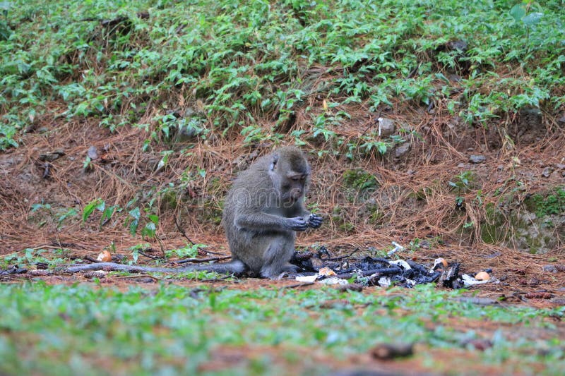Survival Instinct: Monkey Scavenging in Human Debris Stock Photo ...