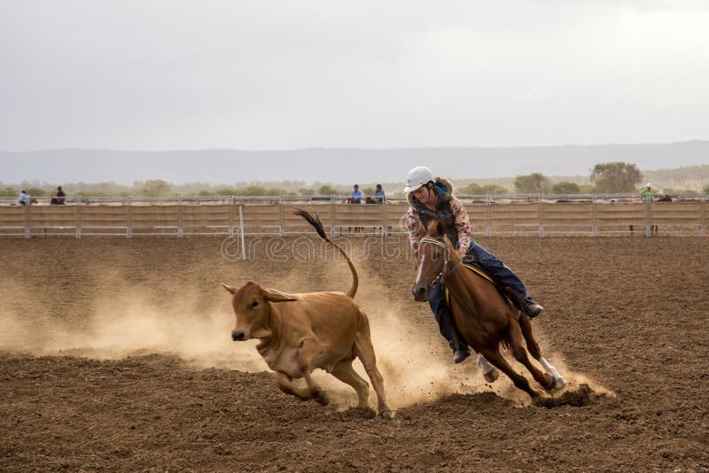 Competencia De Campdraft Del Australiano Fotografía editorial - Imagen ...