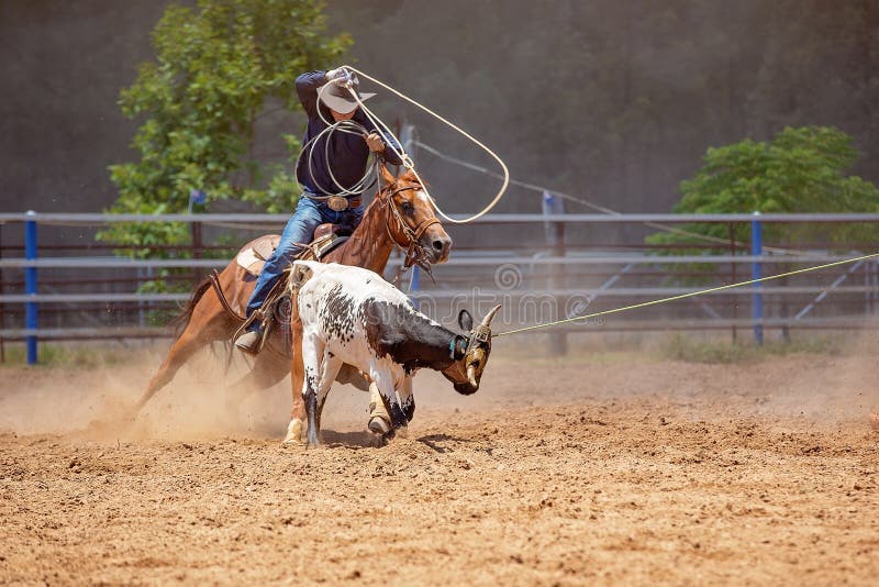 Competencia El Roping De Becerro En Un Rodeo Australiano Foto de ...