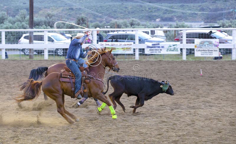Competencia Roping Del Rodeo Foto de archivo editorial - Imagen de ...