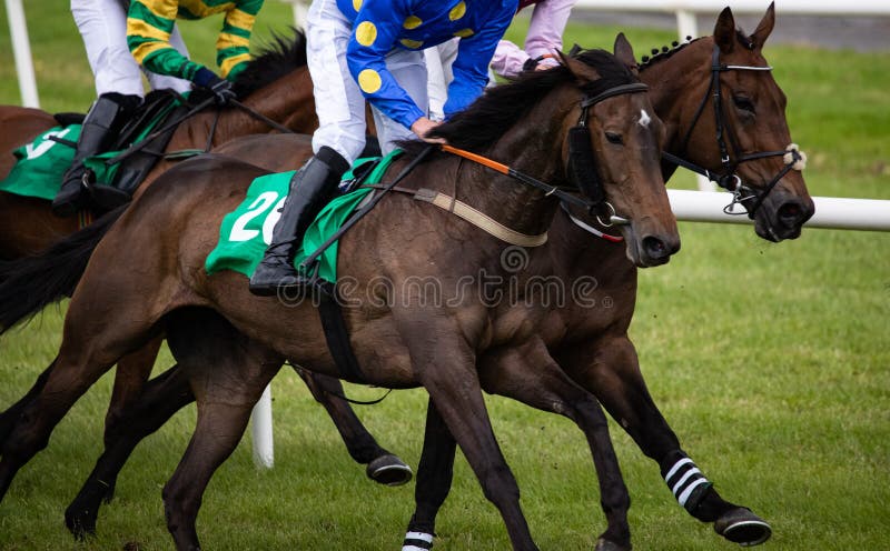 Race Horses Galloping on the Track Stock Image - Image of equine ...