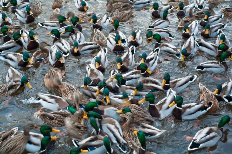 Competition stock image. Image of lots, feeding, fight - 12389597