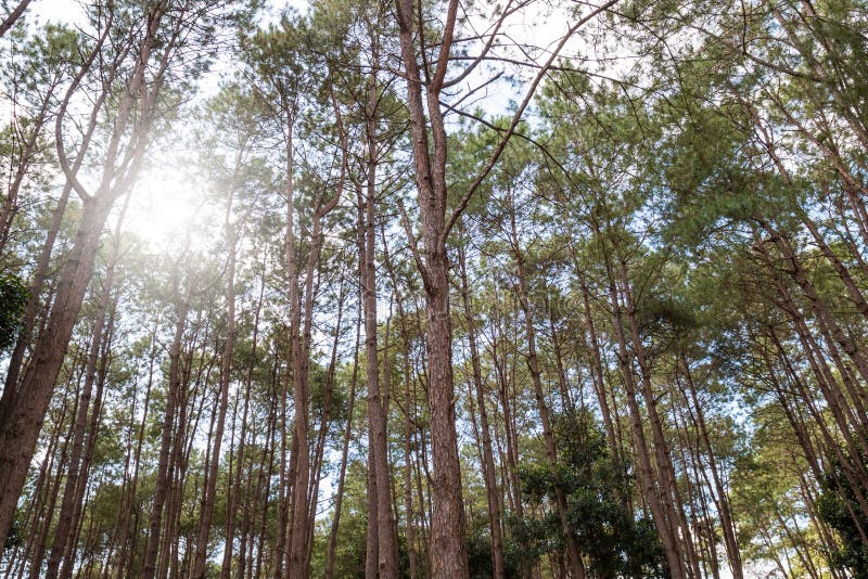 Competition of pine trees stock photo. Image of photosynthesis - 61364082