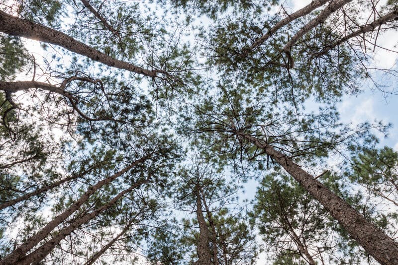 Competition of pine trees stock photo. Image of forester - 61365172