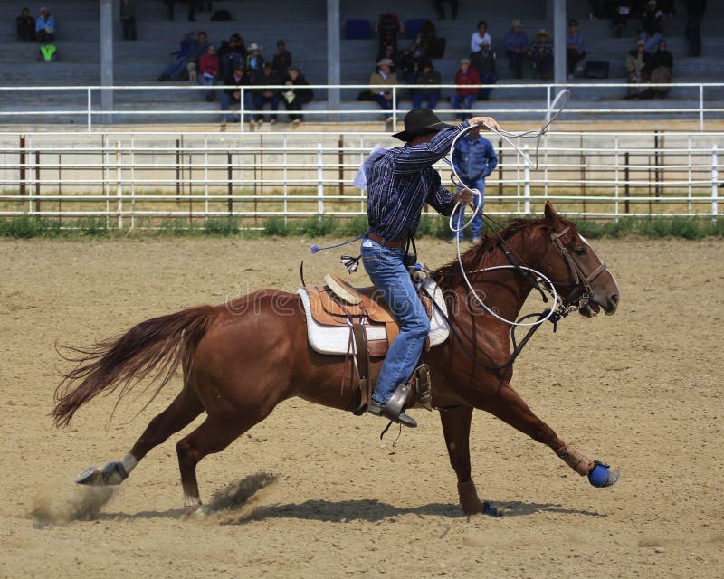 Competition in roping editorial stock image. Image of calves - 94414954