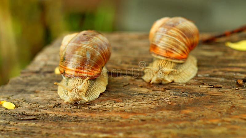 Competition in Speed between Two Big Snails Stock Image - Image of ...