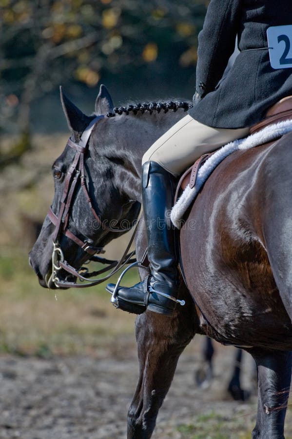 Competitive Horse Racing stock image. Image of action - 77827981