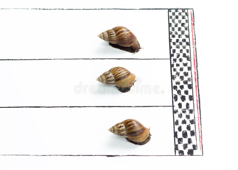 Competitive Snail Racing stock image. Image of slow, shell - 75397083