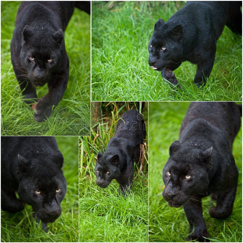 Zwarte Luipaard, Panthera-pardus, In Gevangenschap Stock Afbeelding ...