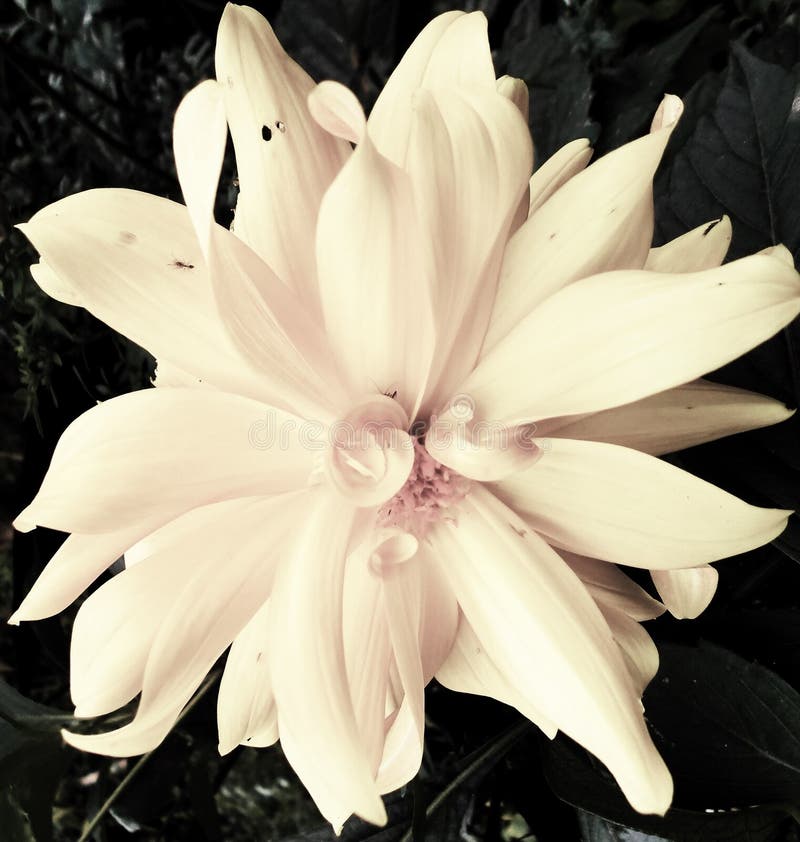 Compilation of Flowers Macro 8 Stock Photo - Image of decoration, close ...