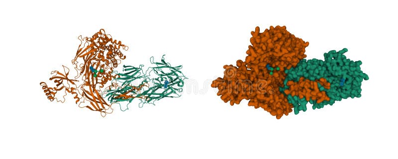 Structure of the Complement Component C3 Stock Illustration ...
