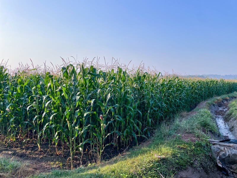 Complete corn farm stock image. Image of growth, productiveness - 369420913