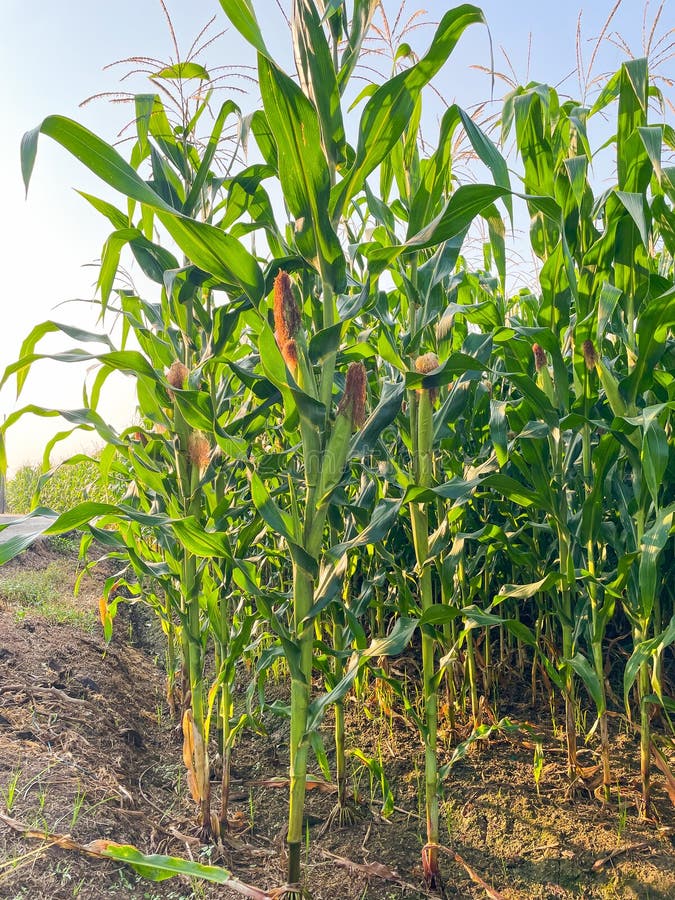 Complete corn farm stock photo. Image of original, productiveness ...