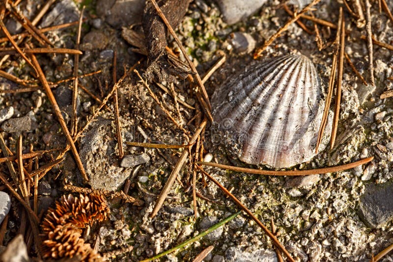 Complete Dirty Scallop Shell on Ground Background. Stock Image - Image ...