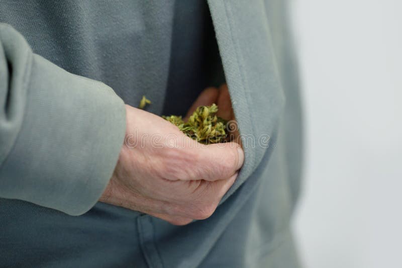 Complete Drying Marijuana Cannabis Flowers Buds in Hand Stock Photo ...