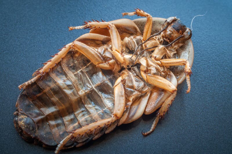 A Complete Dubia Cockroach Skin Stock Photo - Image of skin, insect ...