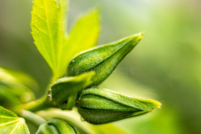 Complete Focus on the Buds and the Green Around Them Stock Photo ...