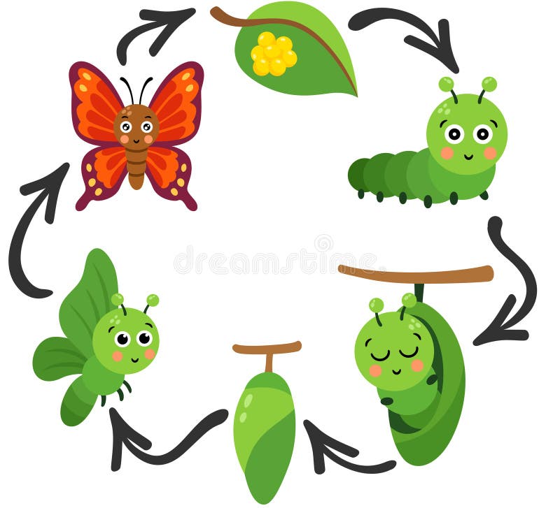 Complete Life Cycle Stock Illustrations – 305 Complete Life Cycle Stock ...