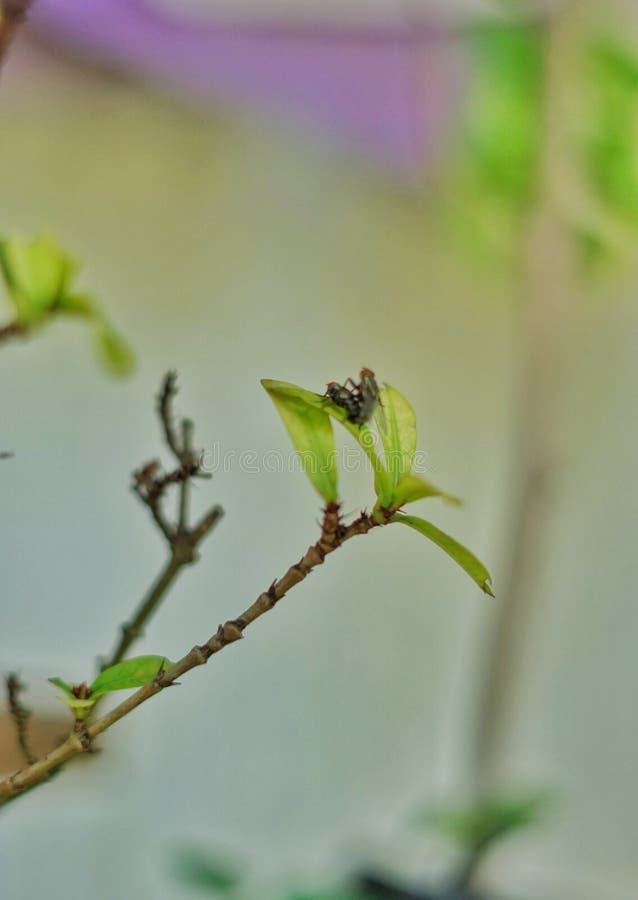 Complete metamorphosis stock image. Image of branch - 276939129