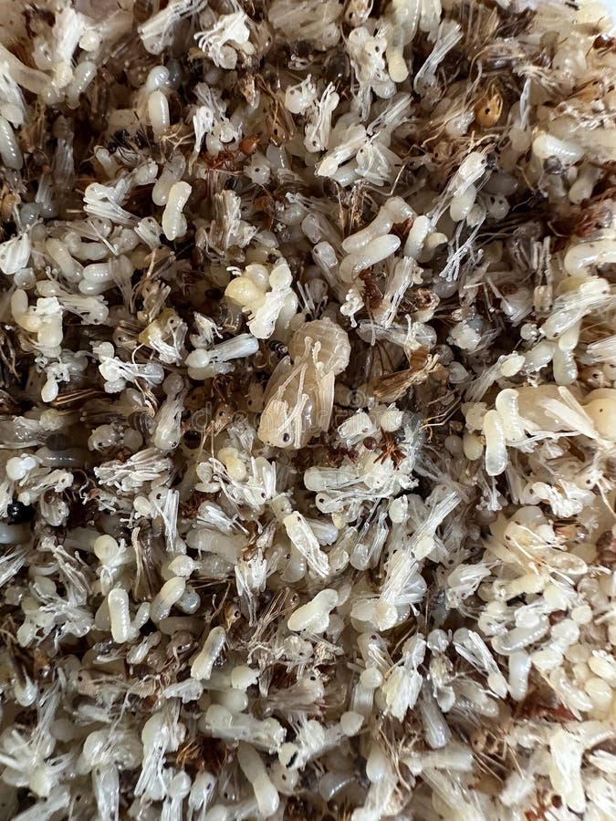 The Complete Metamorphosis Process of Ant Eggs: Miraculous Changes in ...