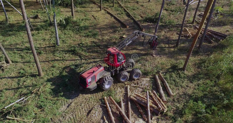 The Complete Process of Cutting a Tree with a Forest Harvester Stock ...