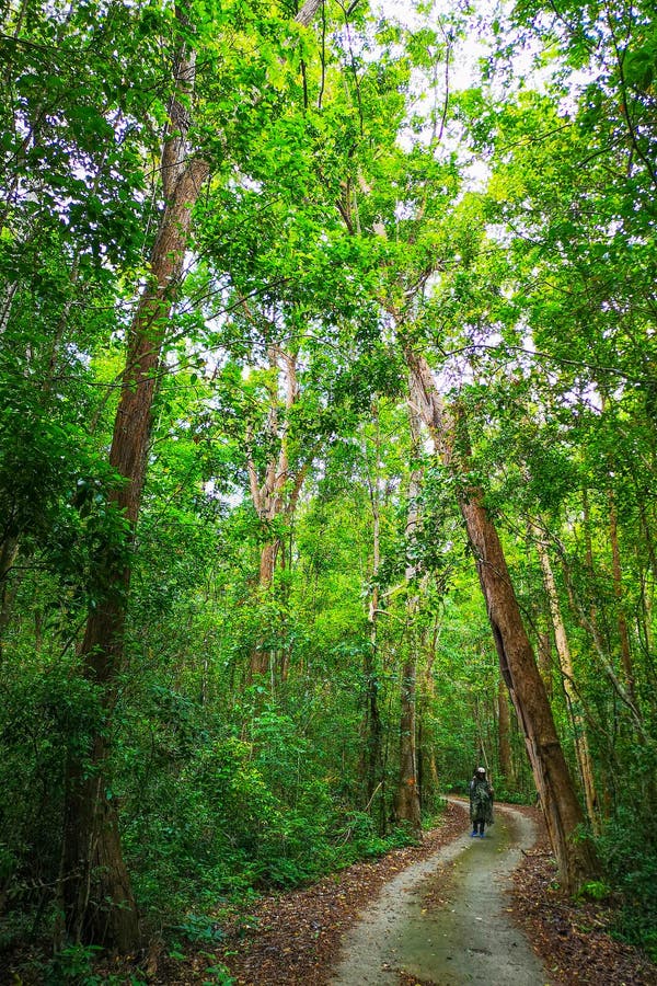 A Complete Rainforest Road for Nature Walks Stock Photo - Image of ...