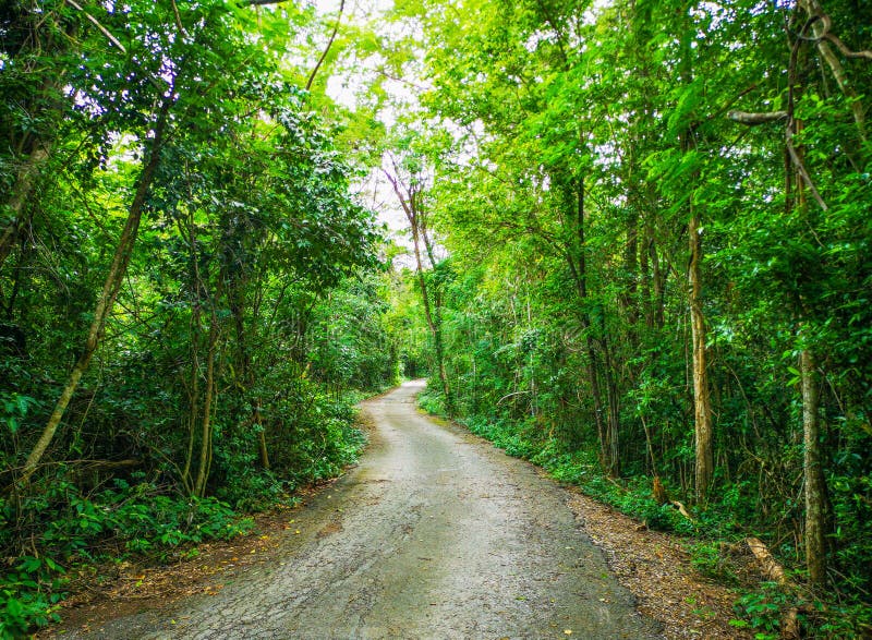 Rainforest road stock photo. Image of scenics, journey - 14070096