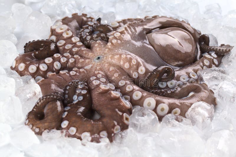 Complete Raw Octopus stock image. Image of pulpo, focus - 20171697