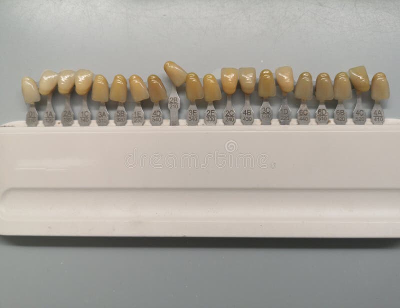 Complete Set of Various Ceramic Teeth Stock Image - Image of dental ...