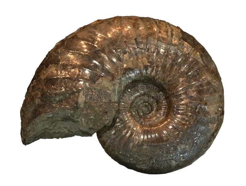 Ammonite fossil stock image. Image of isolated, paleontology - 161132309