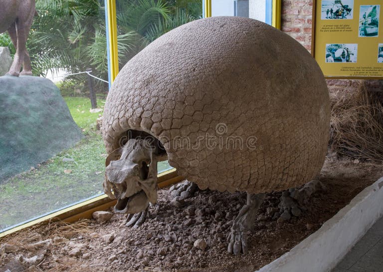 Complete Skeleton Gliptodonte in the Museum Editorial Image - Image of ...