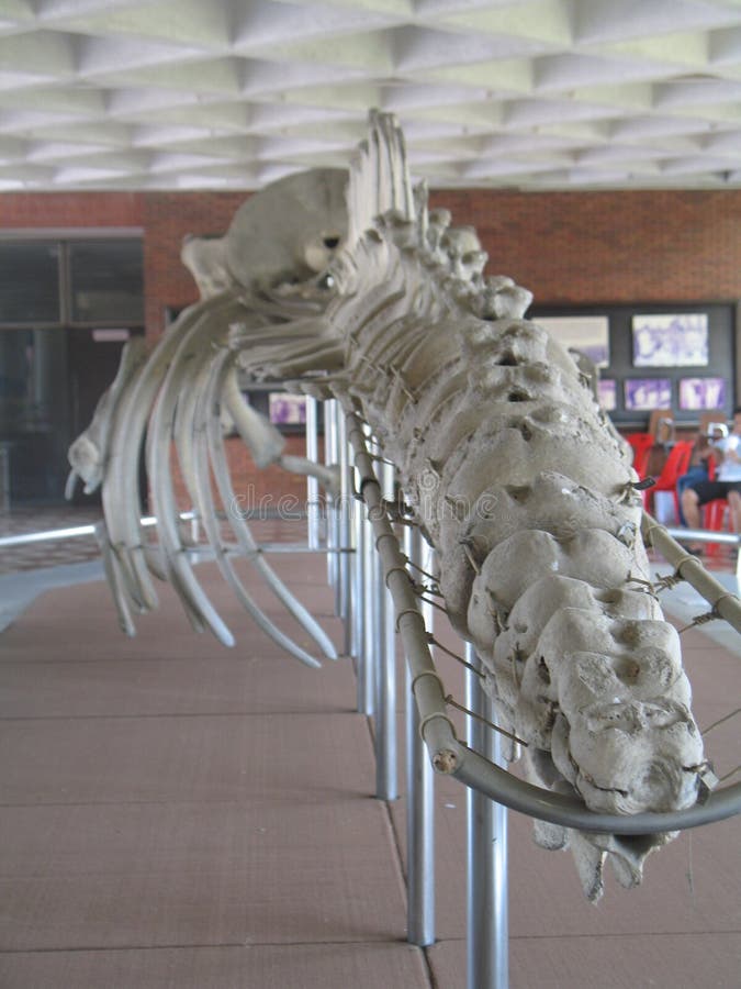 Complete Whalebone in Aquarium Stock Photo - Image of complete ...