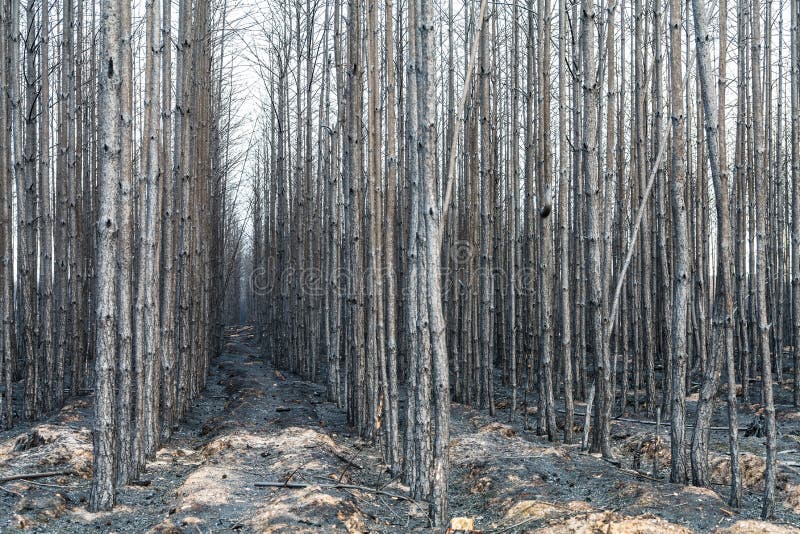 Completely Burned Pine Forest after a Big Forest Fire Stock Photo ...
