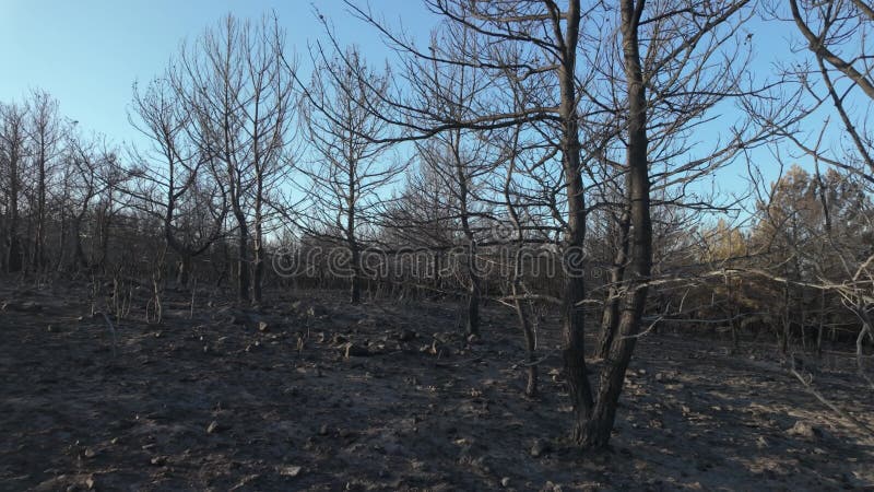 Completely Burnt Trees after Fire in a Forest Stock Footage - Video of ...