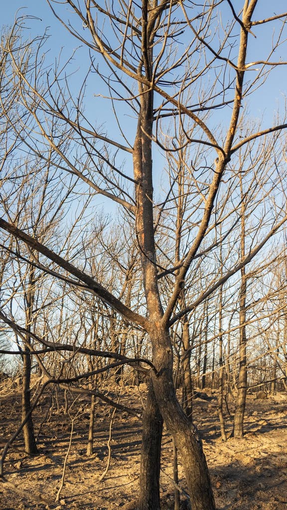 Completely Burnt Trees after Fire in a Forest Stock Image - Image of ...