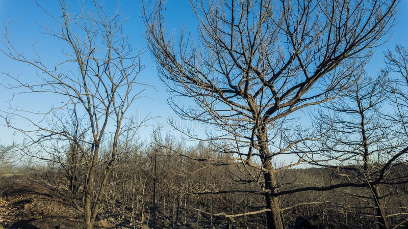Completely Burnt Trees after Fire in a Forest Stock Image - Image of ...