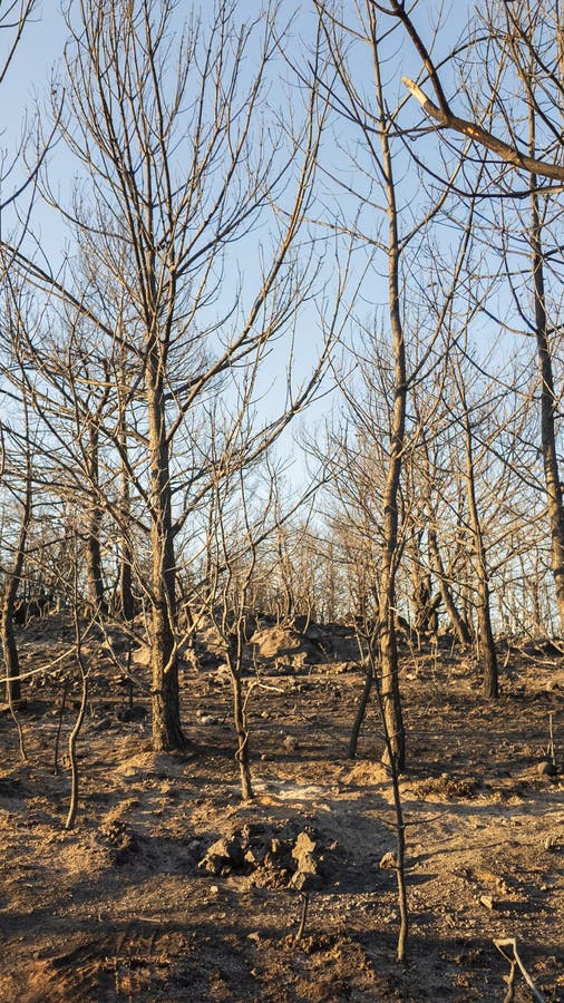 Completely Burnt Trees after Fire in a Forest Stock Photo - Image of ...