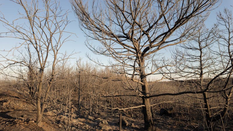Completely Burnt Trees after Fire in a Forest Stock Image - Image of ...