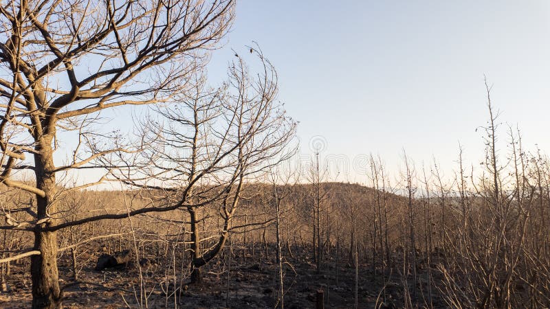 Completely Burnt Trees after Fire in a Forest Stock Photo - Image of ...