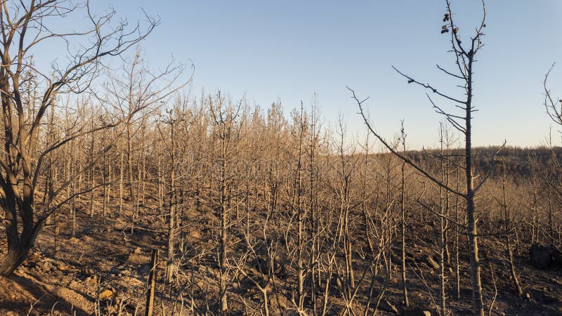 Completely Burnt Trees after Fire in a Forest Stock Image - Image of ...