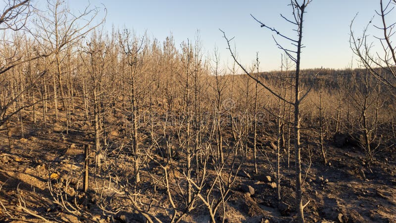Completely Burnt Trees after Fire in a Forest Stock Image - Image of ...