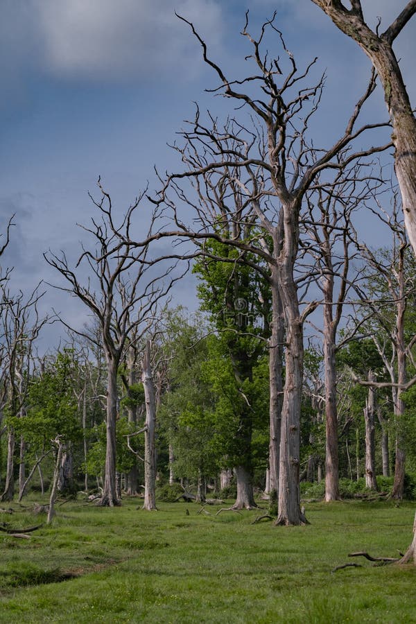 A Completely Dry Forest. Details of the Centuries-old Tree Trunks that ...