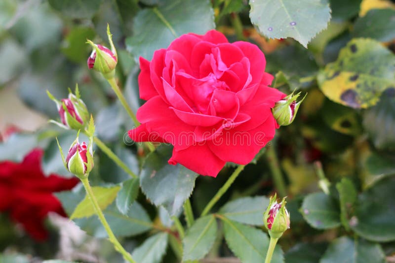 Completely Open Blooming Dark Red Rose with Dense Petals Surrounded ...