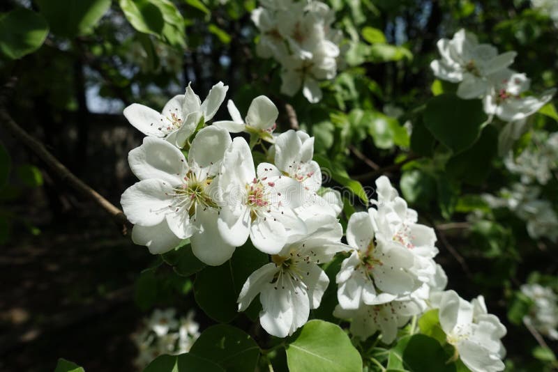 Completely Opened White Flowers of Pear in April Stock Image - Image of ...