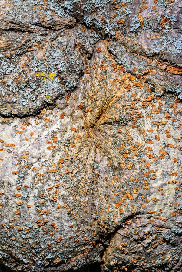 A Completely Overgrown Cut of a Tree Branch, a Cut Branch Overgrown on ...