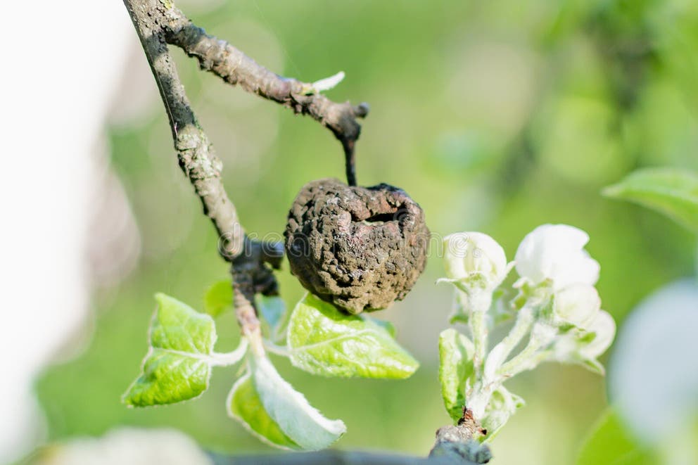 A Completely Rotted Apple is Hanging on a Tree Stock Image - Image of ...