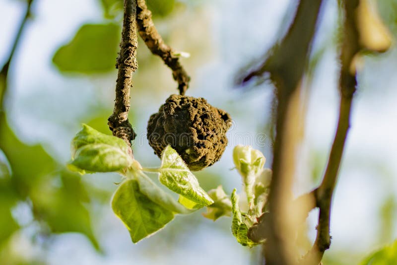 A Completely Rotted Apple is Hanging on a Tree Stock Photo - Image of ...