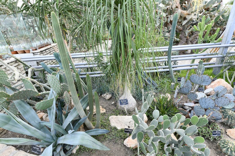 Flowering Angiosperms Plants. Stock Photo - Image of house, flowering ...